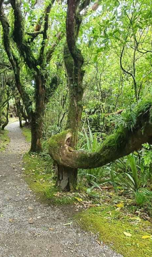 Mananui Bush and Beach Walk — Hokitika Westland isite Visitor ...